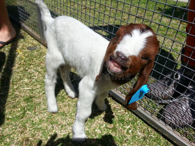 Cute Goats Smiling
