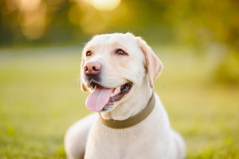Happy Smiling Labrador Dog Outdoors Sunset Day Stock Photo - Image of ...