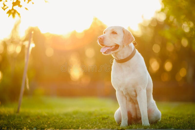 Happy Smiling Labrador Dog Outdoors Sunset Day Stock Photo - Image of ...