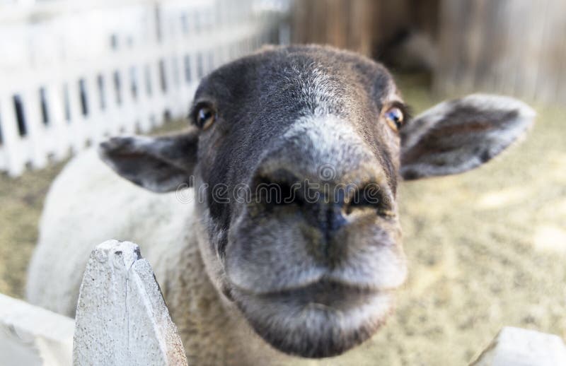 Sheep Face. Breeding Animals, a Herd of Sheep Go To Pasture in the ...