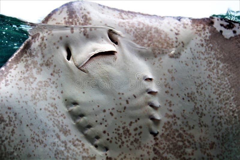 Happy Smiling Stingray stock image. Image of caribbean - 115978863