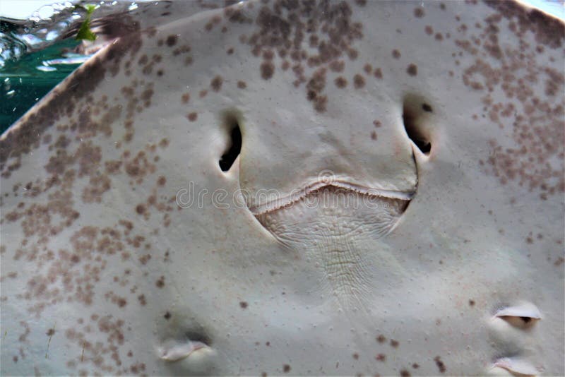 Happy Smiling Stingray stock image. Image of caribbean - 115978863