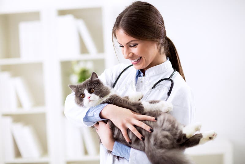Girl at the Veterinary with Her Cat Stock Photo - Image of health ...