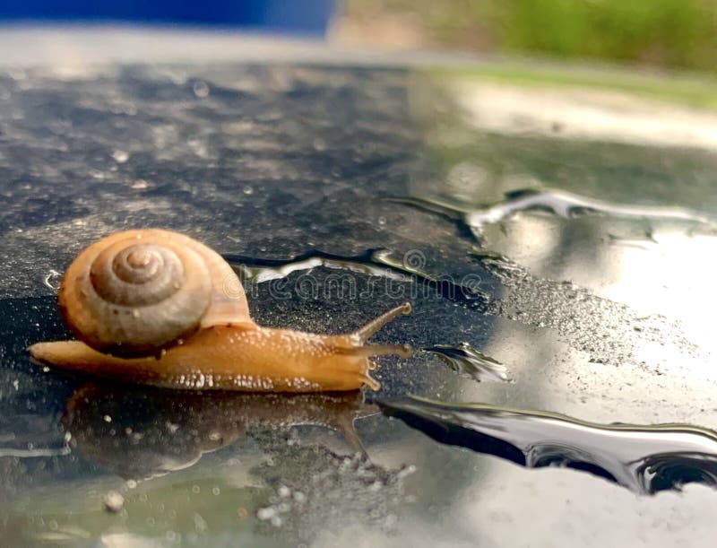 Happy snail stock image. Image of wildlife, insect, snail - 217225075