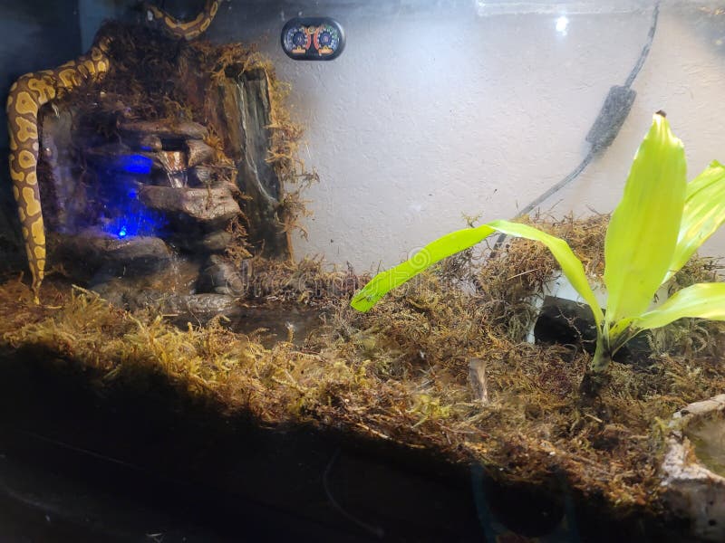 Happy snake at home stock image. Image of fish, reflection - 218139081