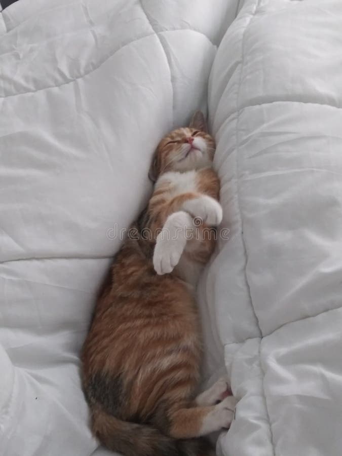 Happy Snuggled Cute Cat in Blanket Stock Image - Image of cute, blanket ...