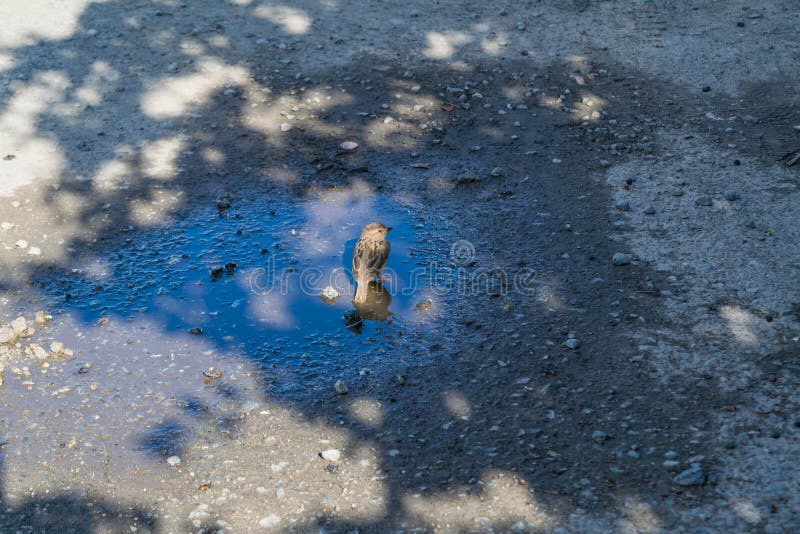 Sparrows are Swimming in a Puddle Stock Photo - Image of pool, house ...
