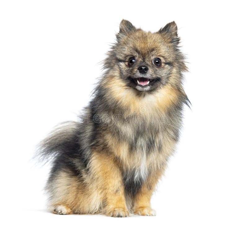 Happy Spitz Sitting and Panting, Isolated on White Stock Photo - Image ...