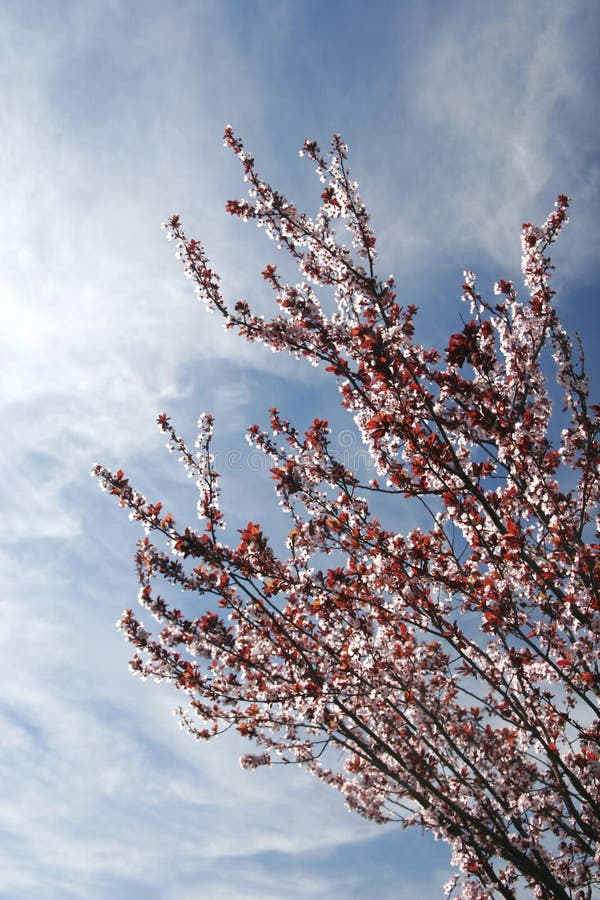 Happy Spring Picture. Image: 7713732