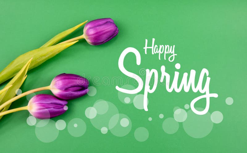 Happy Spring Greeting Card with Purple Tulips Stock Images Stock Image ...