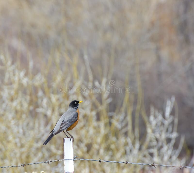 Happy Spring Robin Sitting on Fence Post Stock Photo - Image of ...