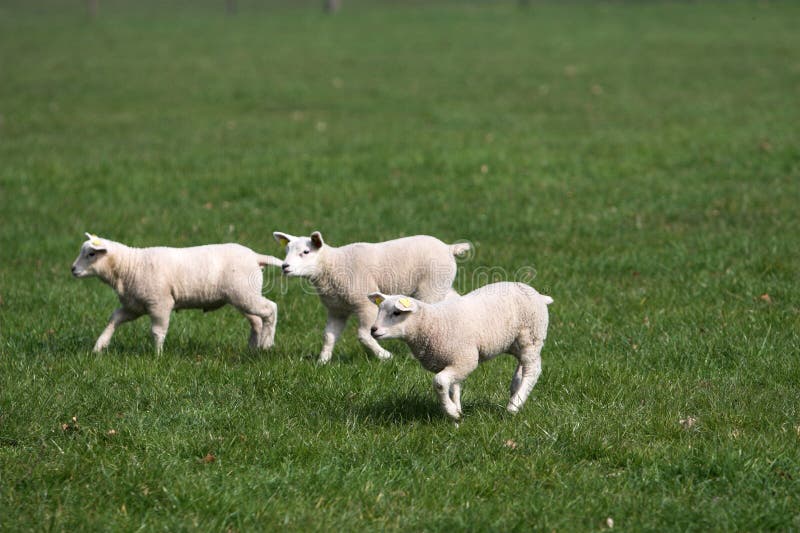 Happy spring time stock image. Image of innocent, farming - 2203559