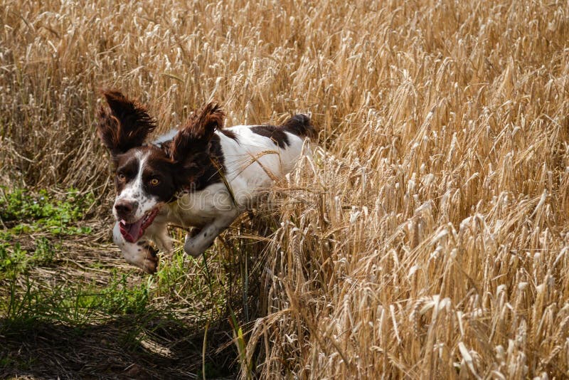 Happy Springer Spaniel Dog Running through a Lush Meadow Stock Image ...