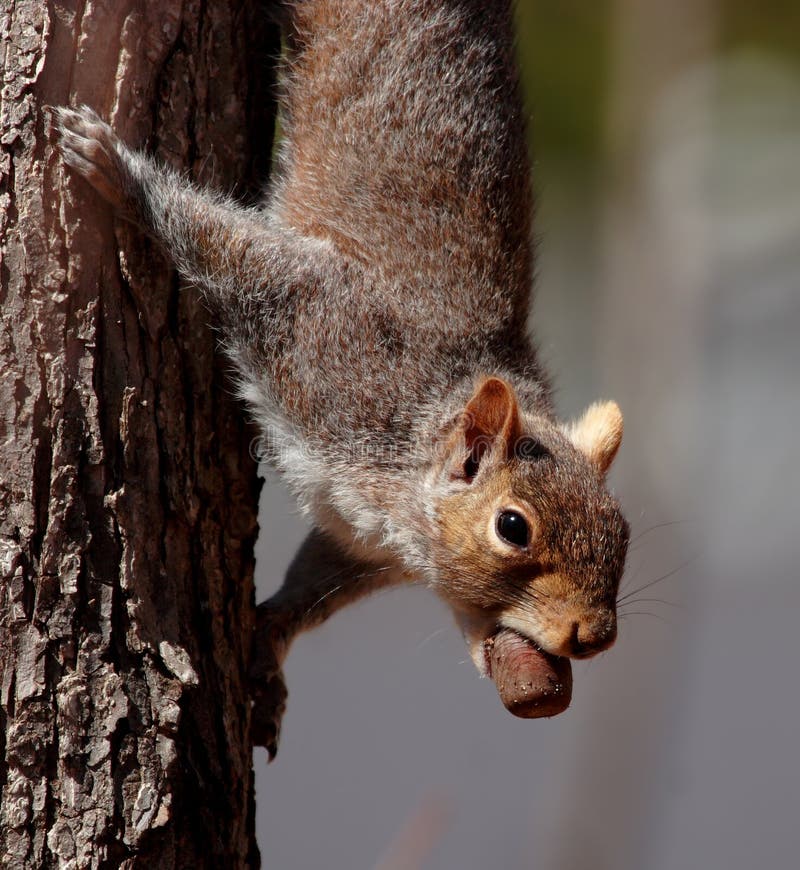 Happy squirrel stock image. Image of catch, forest, rodent - 2390861