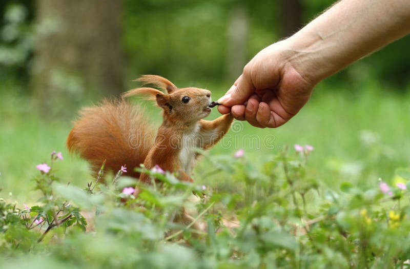Happy squirrel stock photo. Image of natural, hand, finger - 40863208