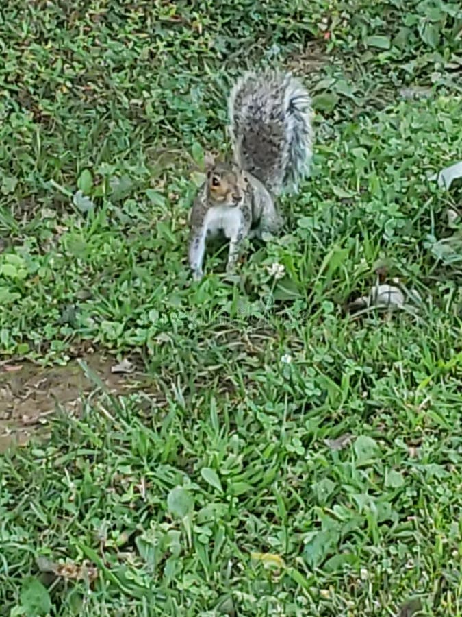 Happy squirrel stock photo. Image of squirrelchubby - 162952622
