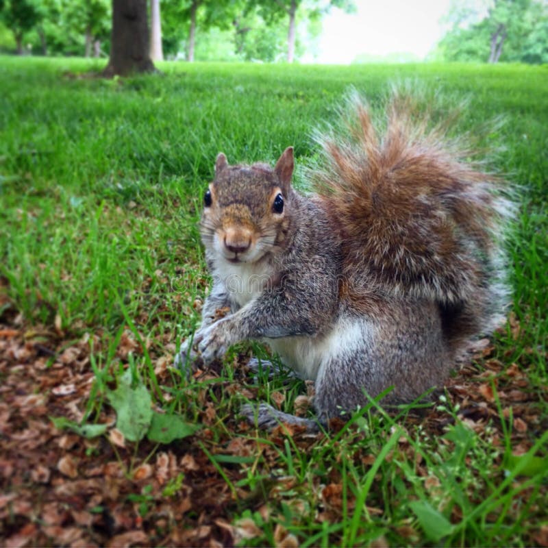 Happy squirrel stock photo. Image of montana, mammal - 101653096