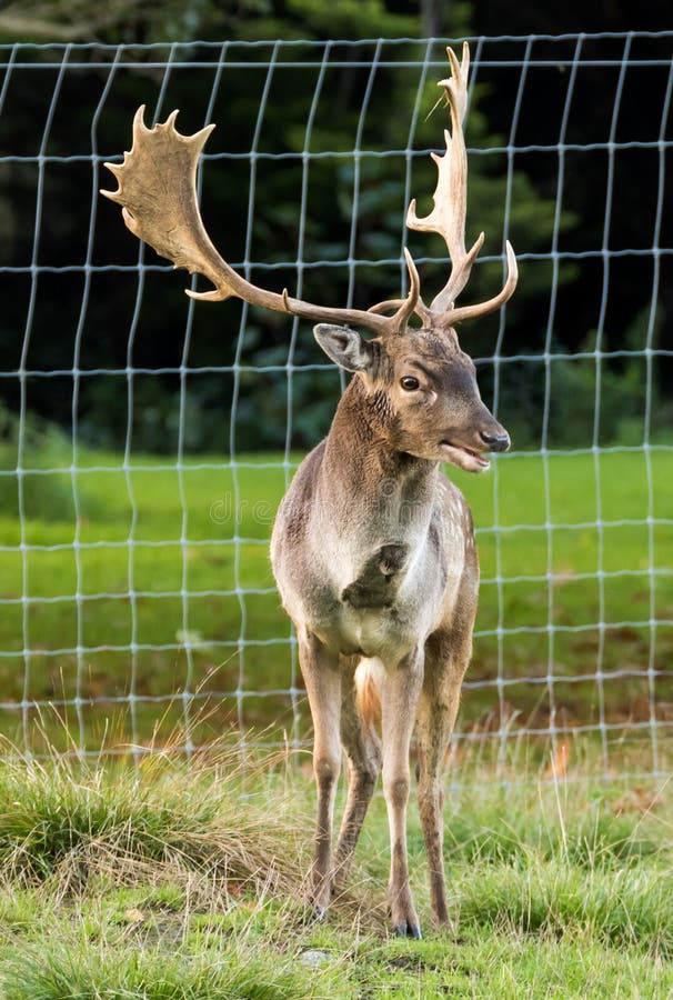 Deer Farm stock image. Image of animal, stag, country - 32725655