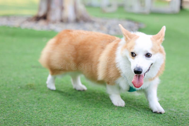 Happy Standard Brown Corgi Playing Outdoors on Artificial Grass with ...