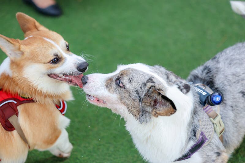 Happy Standard Brown Corgi Playing Outdoors on Artificial Grass with ...