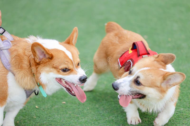 Happy Standard Brown Corgi Playing Outdoors on Artificial Grass with ...