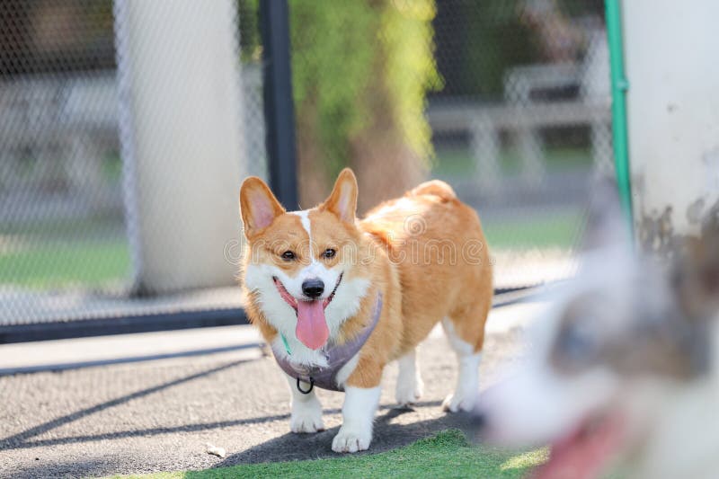 Happy Standard Brown Corgi Playing Outdoors on Artificial Grass with ...