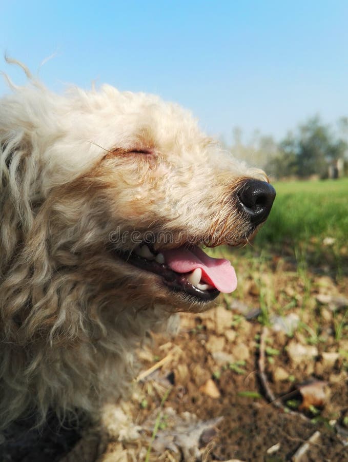 Happy stray dog stock image. Image of black, figure, nature - 54903459