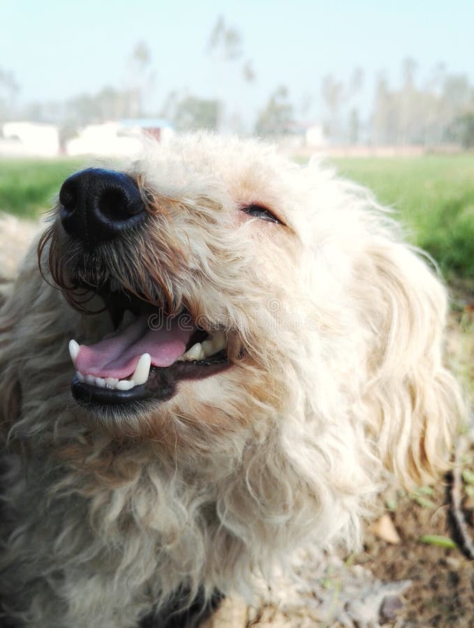 Happy stray dog 2 stock photo. Image of feeding, abandoned - 80459234
