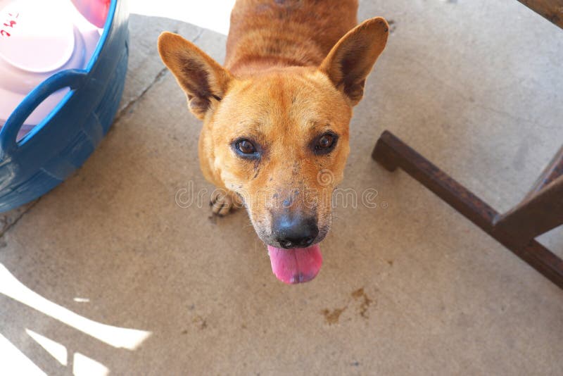 Happy stray dog stock photo. Image of friendly, portrait - 85666008