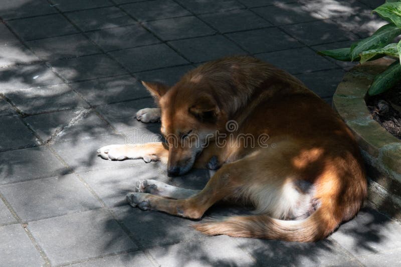 Close Up Sleeping Stray Dog Stock Photo - Image of mammal, hound: 237734704