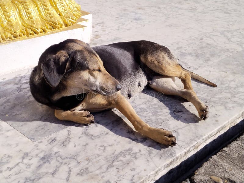 Happy Street Dog Sunbathing Stock Image - Image of terrier, sports ...