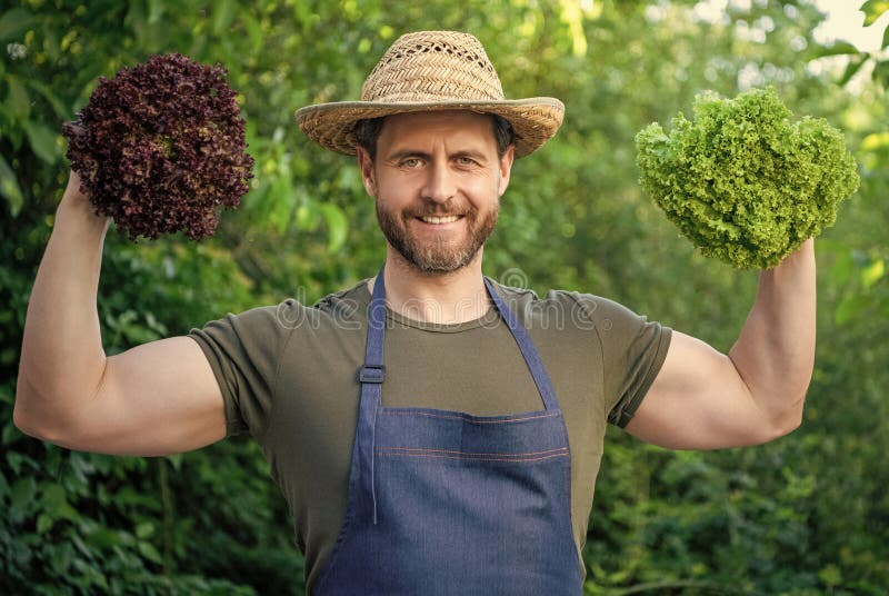Happy Strong Man Greengrocer in Straw Hat with Lettuce Leaves Stock ...