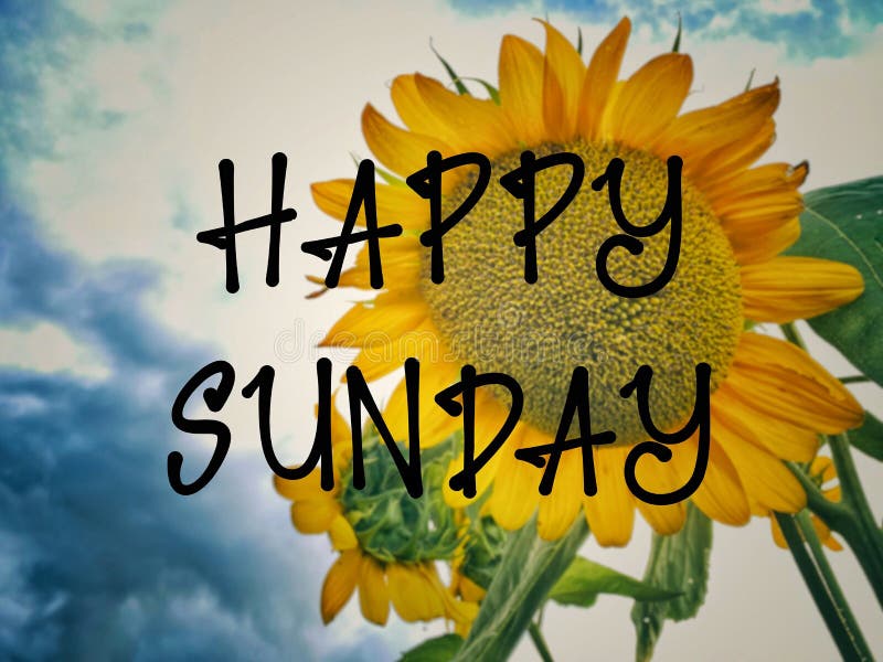 641 Sunflower Weekend Photos - Free & Royalty-Free Stock Photos from ...