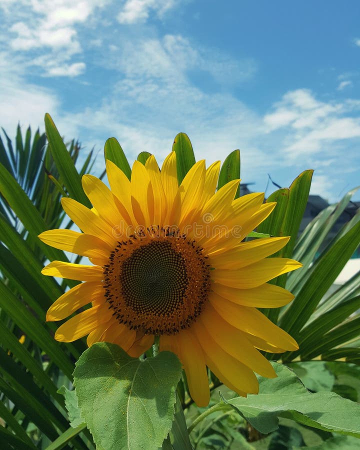 Happy Sunflower stock image. Image of cheerful, flower - 86713125