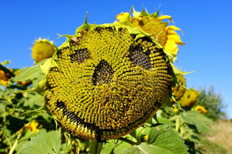 Happy sunflower stock photo. Image of happy, seeds, close - 60438776