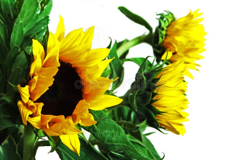 Happy sunflowers stock image. Image of nature, isolated - 10021893