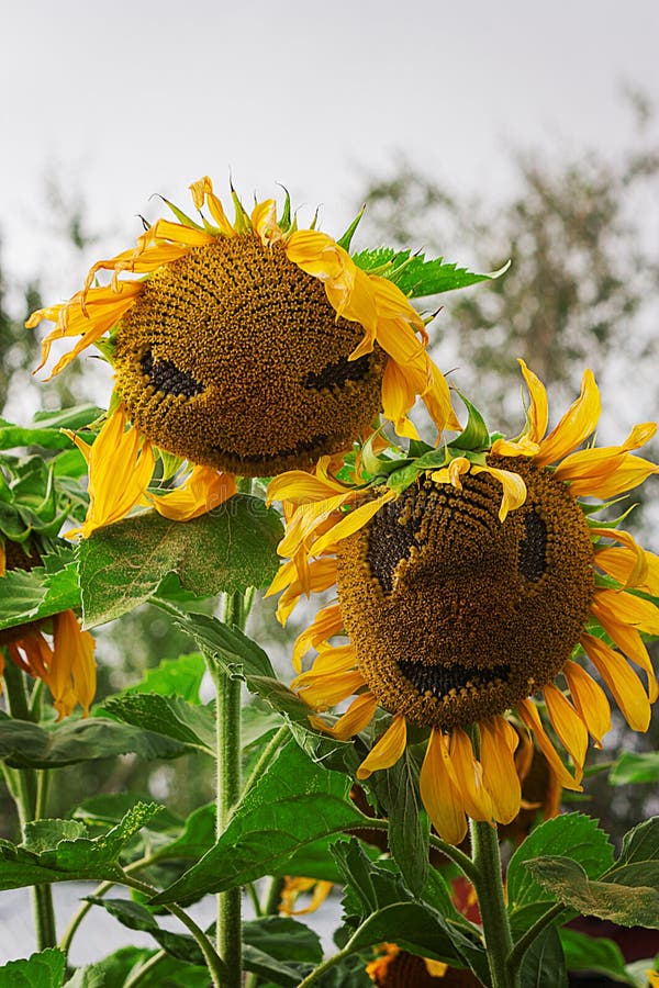 Happy Sunflowers in the Field, with a Smiling Face. Stock Photo - Image ...