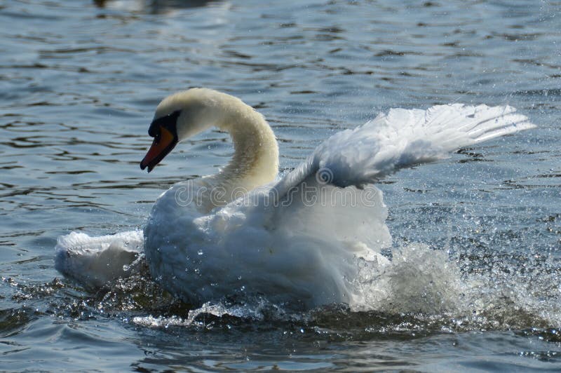 The Happy Swan stock photo. Image of yellow, swan, lake - 34897350