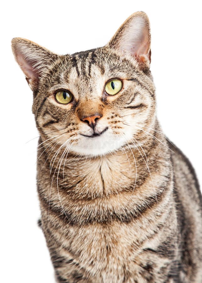 Happy Tabby Cat Looking Forward Stock Image - Image of funny, mammal ...