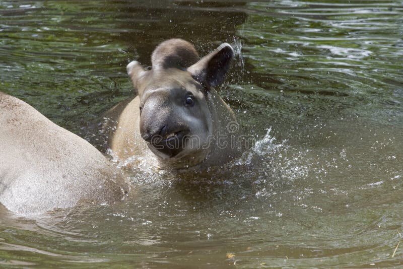 Happy Tapir stock photo. Image of apirus, fauna, swim - 24649640