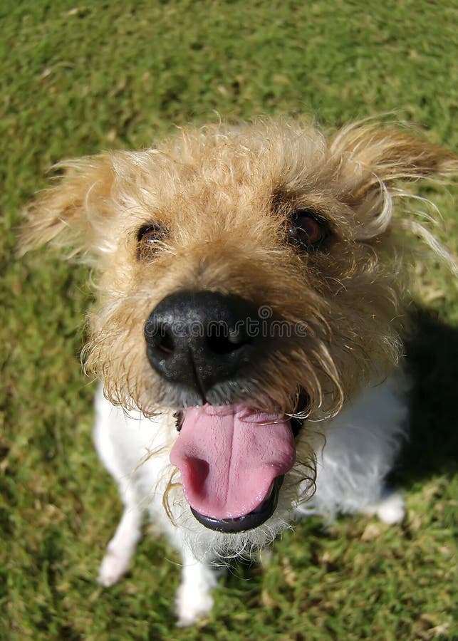 Happy Terrier stock photo. Image of sitting, alertness - 3444354