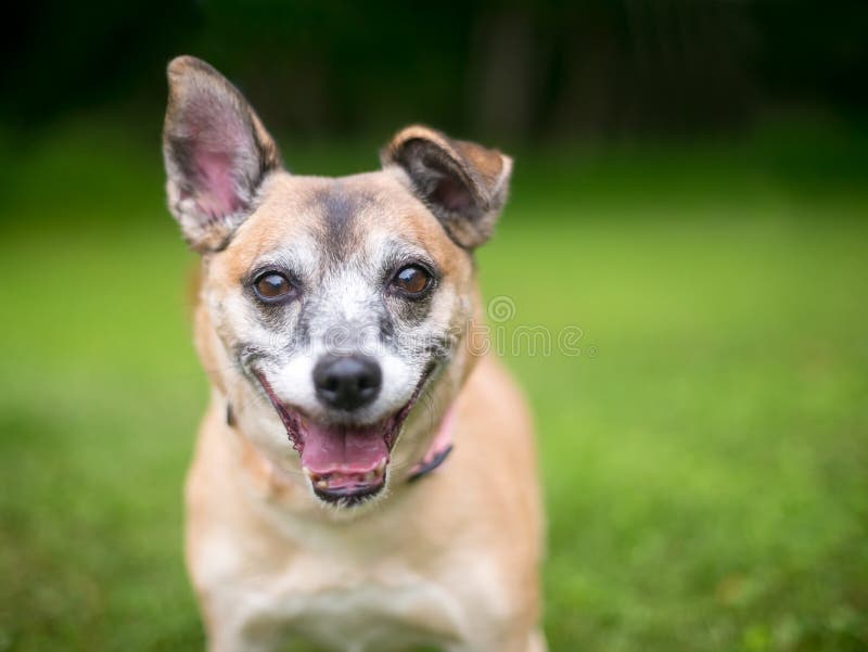 A Happy Terrier Mixed Breed Dog with One Straight Ear and One Folded ...