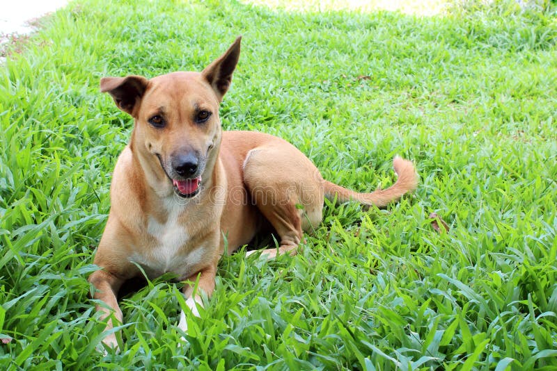 Happy Thai Dog on the Grass Stock Photo - Image of field, outdoors ...