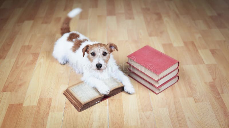 Happy Thinking Pet Dog Wags Her Tail on a Book, Puppy Training Stock ...