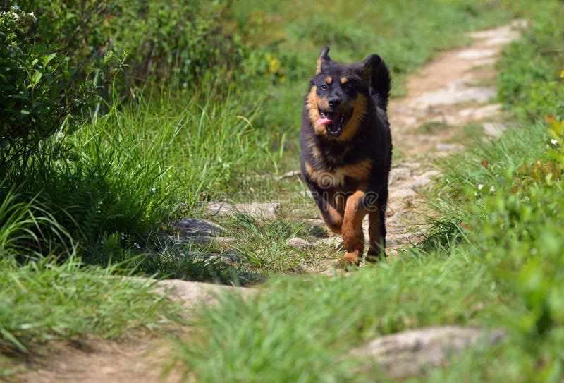 A happy Tibetan Mastiff stock photo. Image of pleasant - 31005968