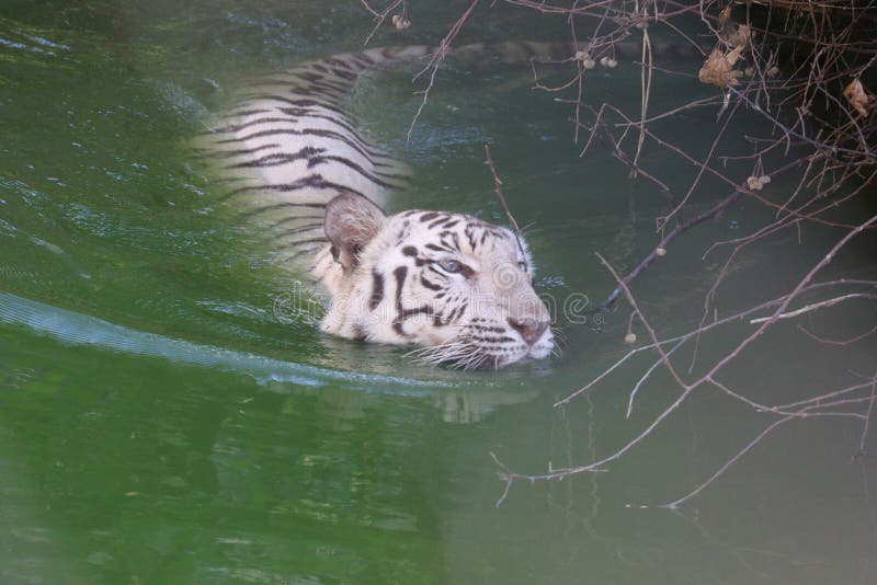 Happy Tiger in Bathing in the Pond.2020 Stock Image - Image of ...