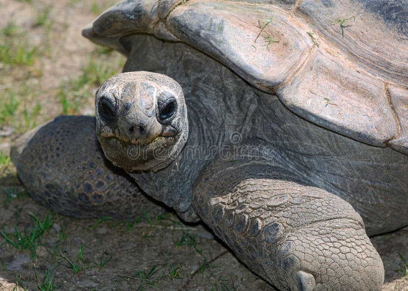 Happy Tortoise stock image. Image of beasts, undomesticated - 257961