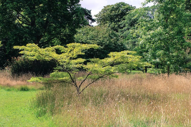 Happy tree stock image. Image of gardens, tree, london - 80818735