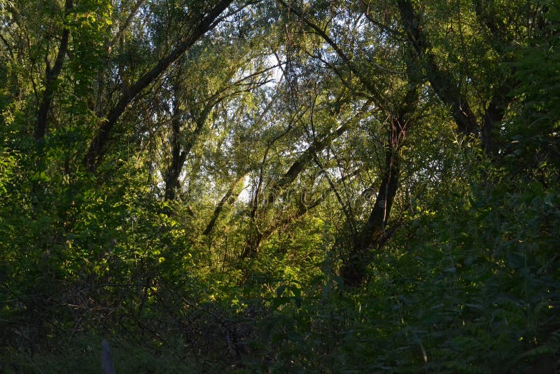 Happy trees stock photo. Image of nature, forest, happy - 155521826