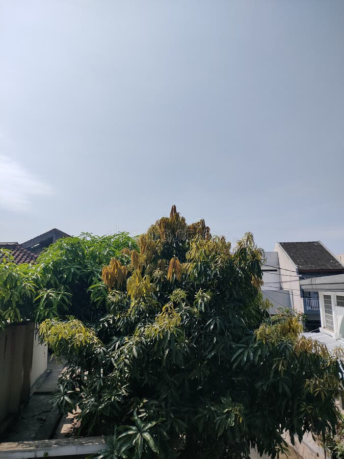 Daily Happy Trees stock image. Image of building, home - 219344681